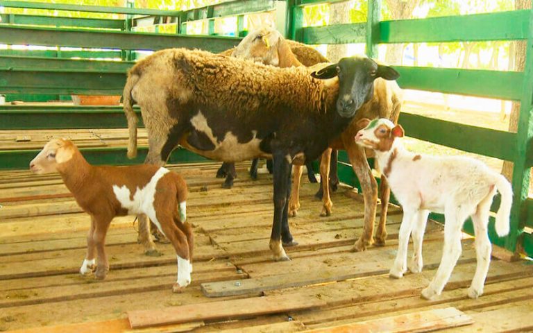 Tecnología para la reproducción ovino y caprino Nicaragua 2022 - Diario ...