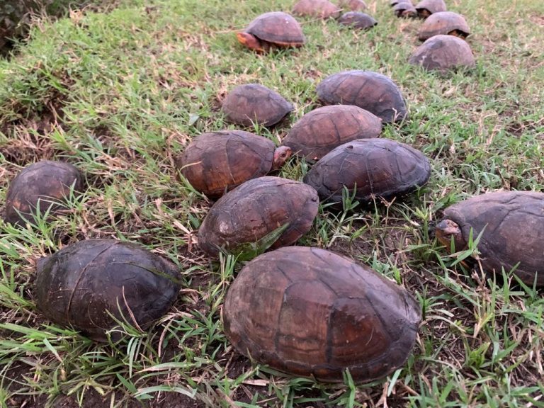 Liberan Tortugas Pecho Quebrado (Kinosternon acutum) - Diario Nacional